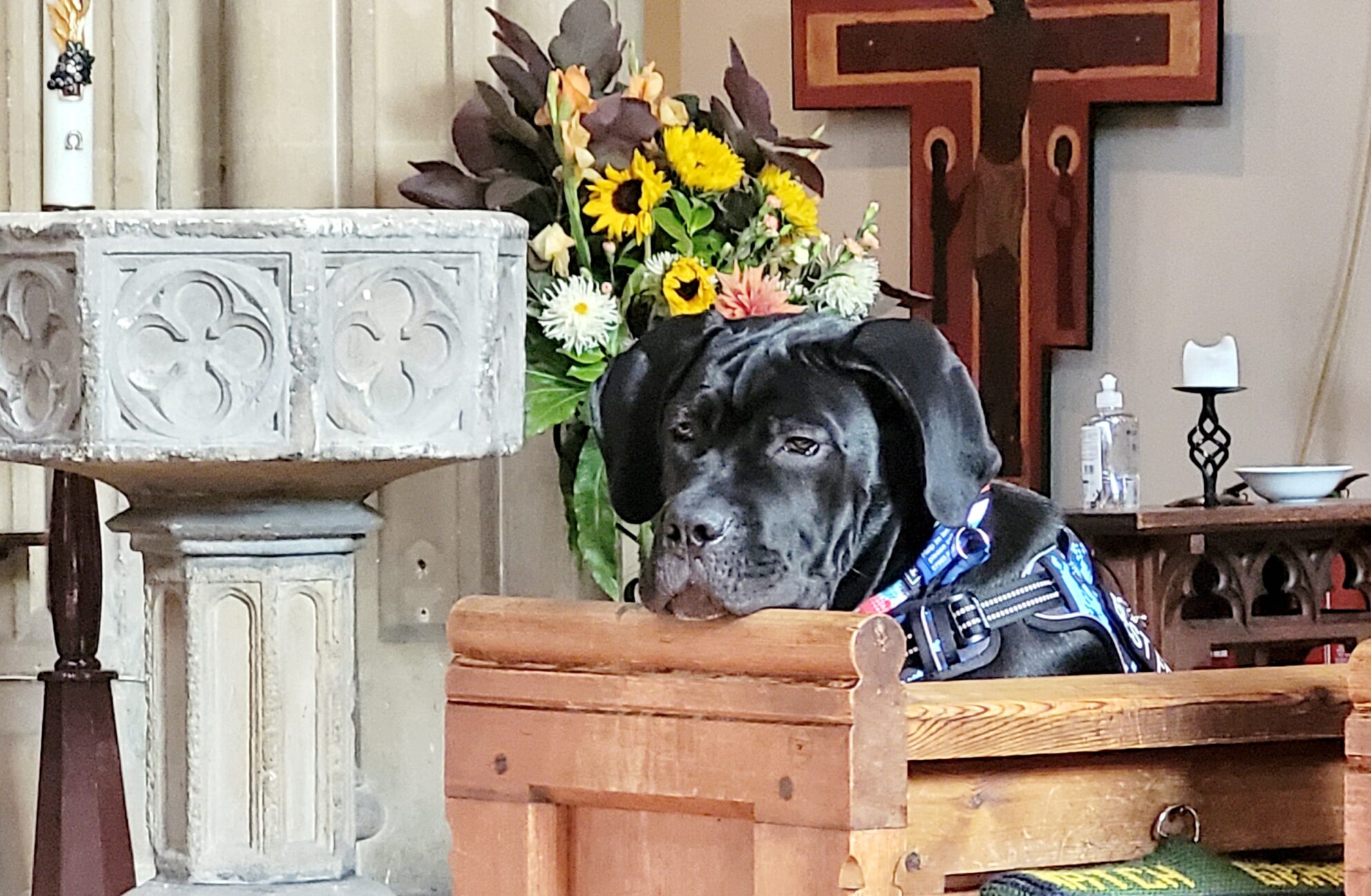 All Creatures Great and Small - Pet Services Around the Diocese ...